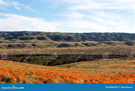 California Golden Poppies In The High Desert Of Southern California