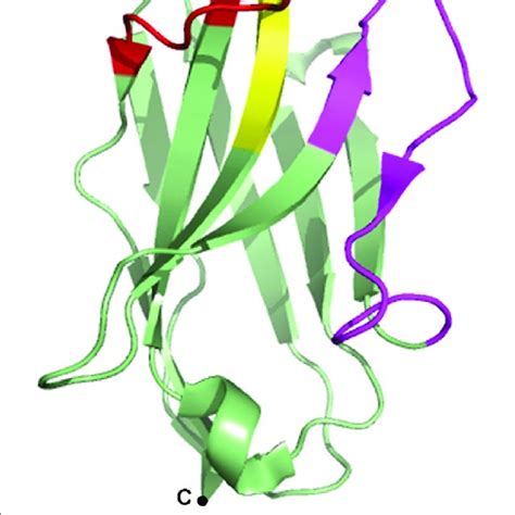 Schematic Diagram Of The M13 Phage Display Vector Used For Cloning Download Scientific Diagram