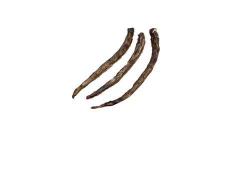 Ox Tail Tip So Very Dog So Very Dog