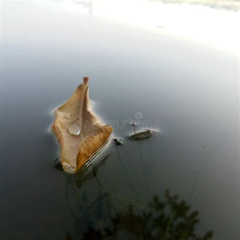 Leaf Life Cycle Closeup Image Stock Image Image Of Story Environment