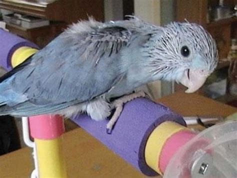 Pododermatitis Bumblefoot Diagnosis Treatment Resolution And Prevention