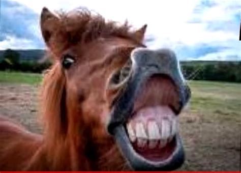 Im Working On A Baldi Mod