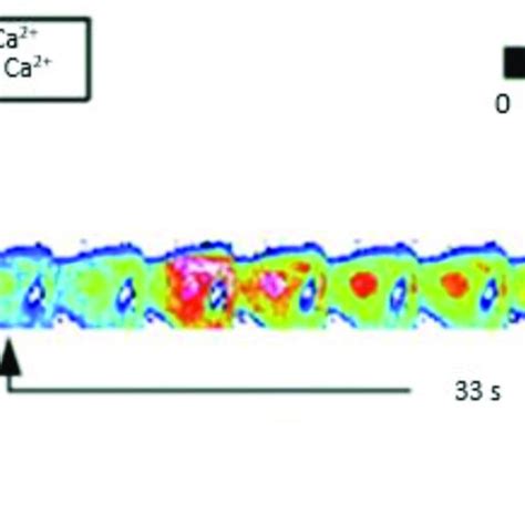 Using Quantitative 3d Confocal Microscopy Shows Rapid Time Lapse Scans Download Scientific