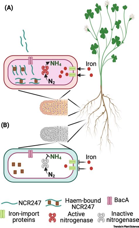 Nodule Plant