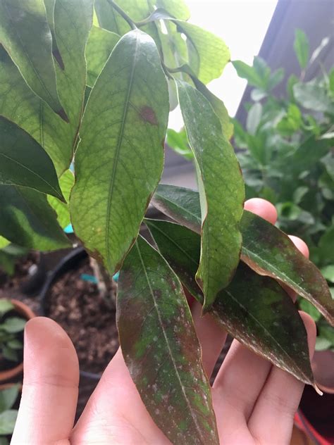 Forum Lychee Leaves Turning Brown
