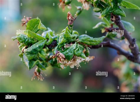 Plum Tree Branch Disease At Jose Orr Blog