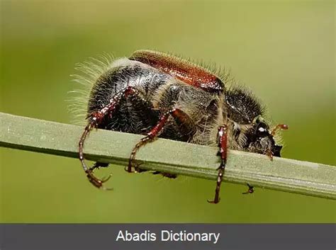 سرگین چرخانان معنی در دیکشنری آبادیس