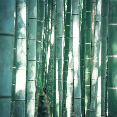 Ipomia High Fashion Post Breast Surgery Lingerie