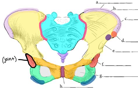 Coxal Bones Labeling Diagram Quizlet