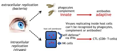 Session 21 Type I Interferons Nk Cells And Cd8 T Cells Spies To