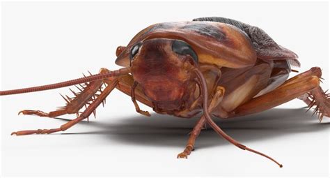 Cockroach Walking Pose 3d Turbosquid 1195600