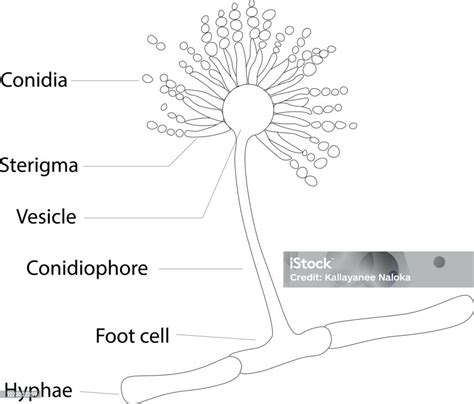Aspergillus Fumigatus Structure