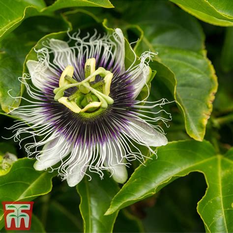 Passiflora Edulis Frederick Plants