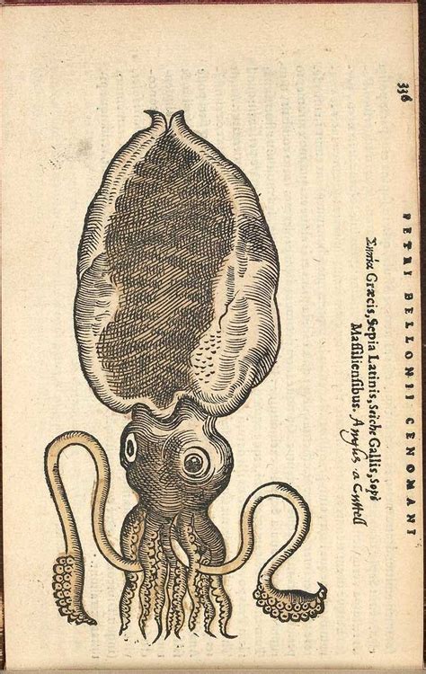 El W Cuttlefish Casting