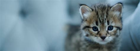 Cascade Pixiebobs Tica Registered Pixiebob Breeder Conway Wa United States