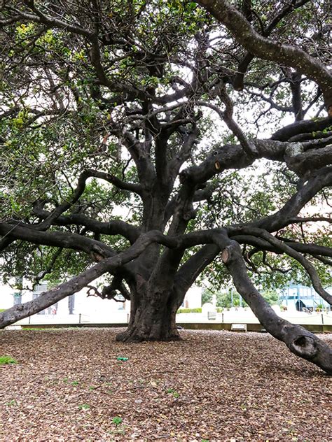 Our Beloved Oak Tree Oakland Momma