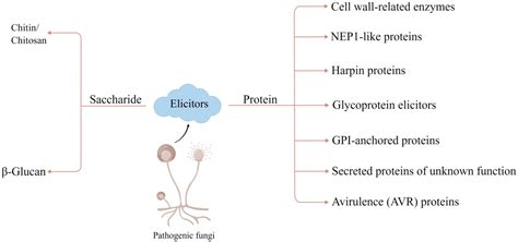 Advances In Fungal Elicitor Triggered Plant Immunity
