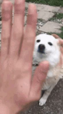 Dog High Five S Tenor