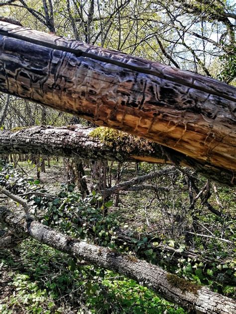 Texture Tree Free Photo On Pixabay Pixabay