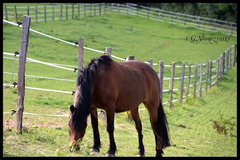 Scea Du Domaine De Polain Cheval Référence