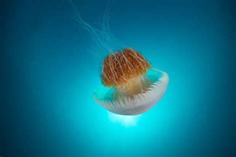 10 Cephea Cephea Fotos Fotos De Stock Imagens E Fotos Royalty Free