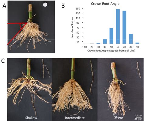 Gene Identified That Regulates The Angle Of Root Growth In Corn
