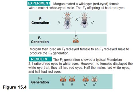 Chromosomal Basis Of Inheritance Flashcards Quizlet