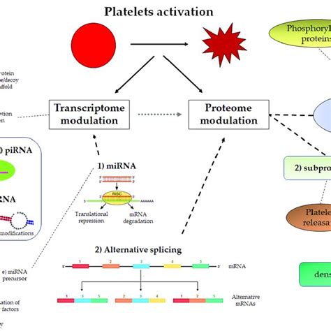 Schematic View Of Platelet Transcriptomeproteome Modulation Upon