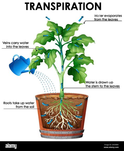 Diagram Of Transpiration With Plant And Water Illustration Stock Vector