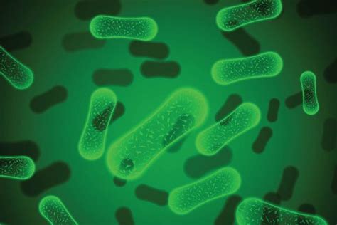 Eqa Scheme Program Instand International