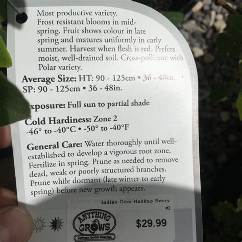Aurora Haskap Berry Trees And Shrubs › Anything Grows