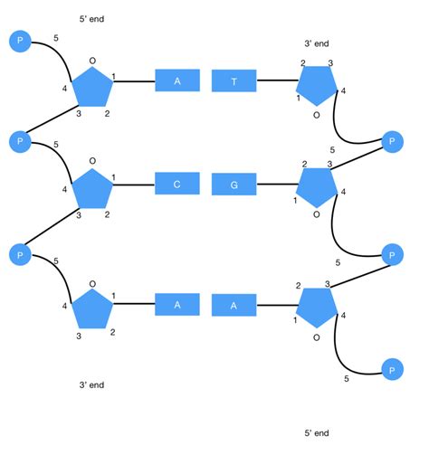 Nucleotide Chain Diagram Diagram Quizlet