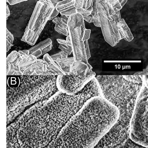 Figure S4 Representative Scanning Electron Microscopy Sem Of The