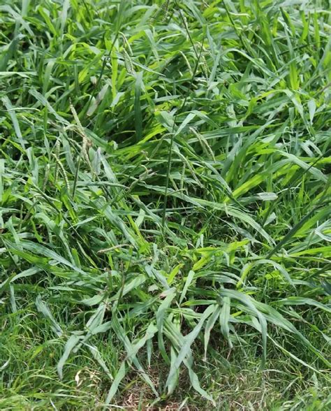 How To Get Rid Of Crabgrass In Your Lawn