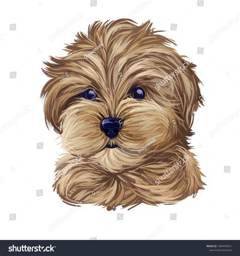Cavapoo Digital Art Illustration Cute Canine Stock Illustration 1684438261
