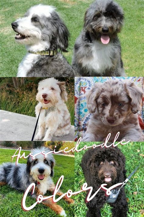 Aussiedoodle Colors Coat Patterns Complete Guide And Photo Gallery