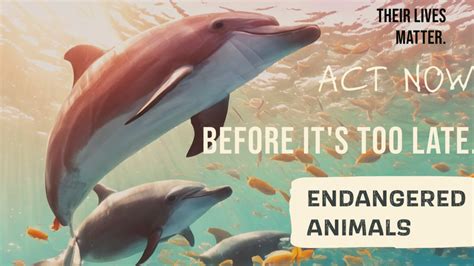 Uncovering The Cove Why Dolphin Protection Is Everyones Responsibility