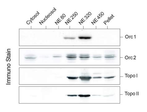 Orc Proteins Dissociate Together With Topoisomerases From Chromatin