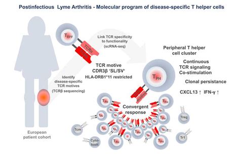Jci Disease Specific T Cell Receptors Maintain Pathogenic T Helper