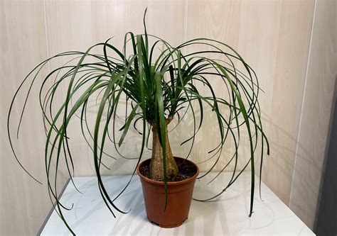 Нолина в интерьере 91 фото красивые картинки и Hd фото