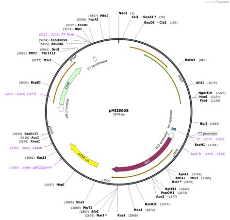 Addgene Pmiis638