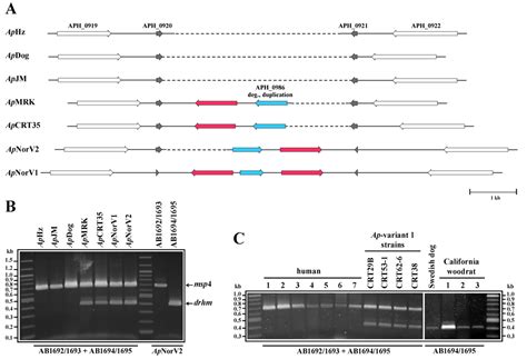 Pathogens Special Issue Bacterial Pathogenomics From Technology To Application