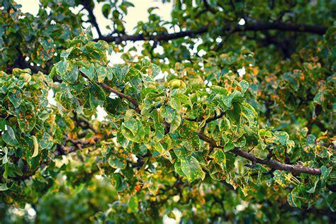 Leaf Spots Pests And Storm Damage Are Signs You Might Need Emergency