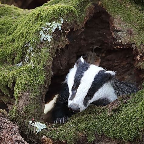 Phase Two Habitat Surveys Protected Species Surveys