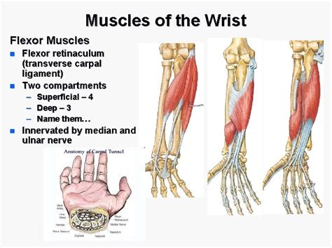 Upper Limb Topography Fossa Axillaris N N N