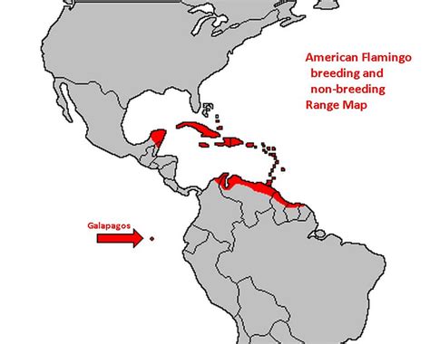 Greater Flamingo Range