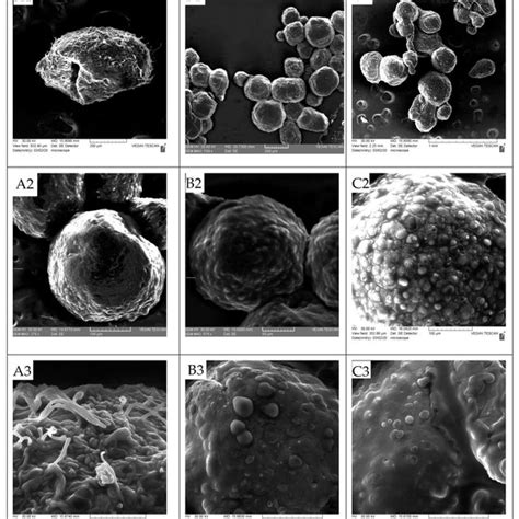 Cell Viability Before And After Encapsulation Encapsulation Efficiency