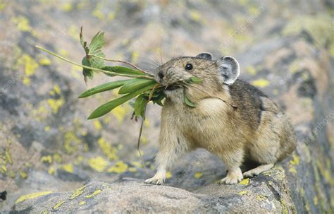 American Pika Stock Image Z938 0040 Science Photo Library