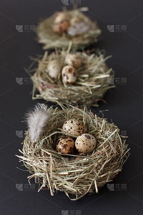 复活节装饰，三个鸟窝用鹌鹑蛋配鸡素材 花瓣网