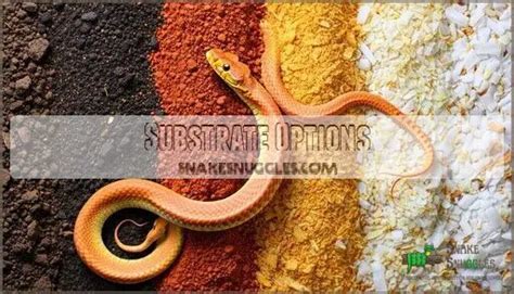 Ball Python Tank Size Top Guidelines For Every Stage Of Growth